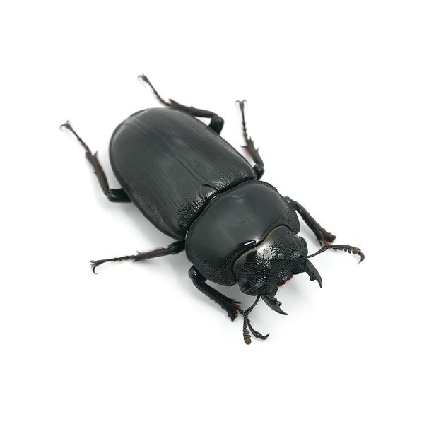 PF_SPQ　昆虫　販売　飼育　飼い方　生体　クワガタ　国産オオクワガタ　Dorcus　hopei　binodulosus　y26m10 restock kongetsunyukainsect YO