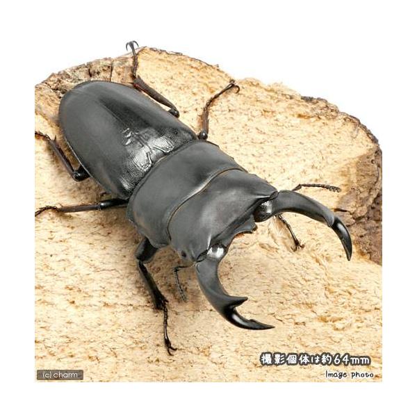 PF_SPQ　▲クワガタ　▲国産オオクワガタ　幼虫　osaka_ookuwa　_insect　▲国産オオクワガタ幼虫　muryotassei_900_999　kksnkwgt　kaijyo　昆虫生体
