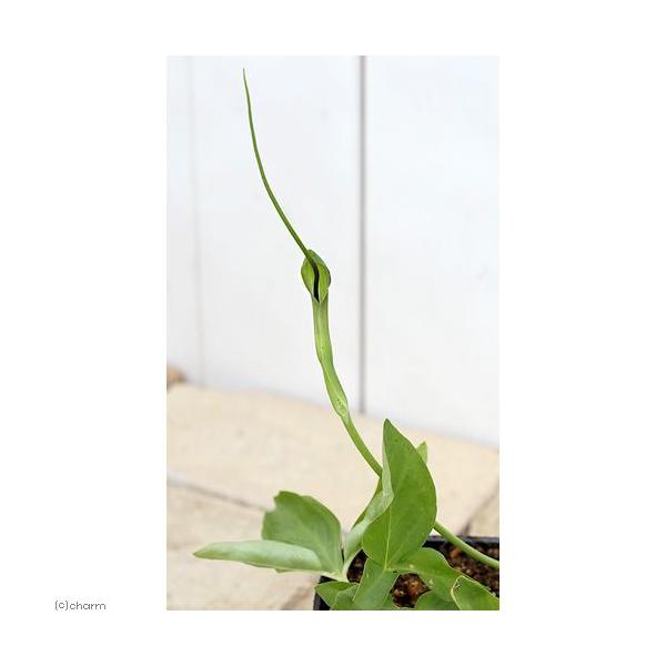 kotenplant　_gardening　ガーデニング　山野草　球根　半夏　烏柄杓　カラスビシャク　ヤマハンゲ　Ｐｉｎｅｌｌｉａ　ｔｅｒｎａｔａ　20140519　ＭＳ　ＨＴ　gar0620_sanya　植物　植物生体　ガーデニング生体　...