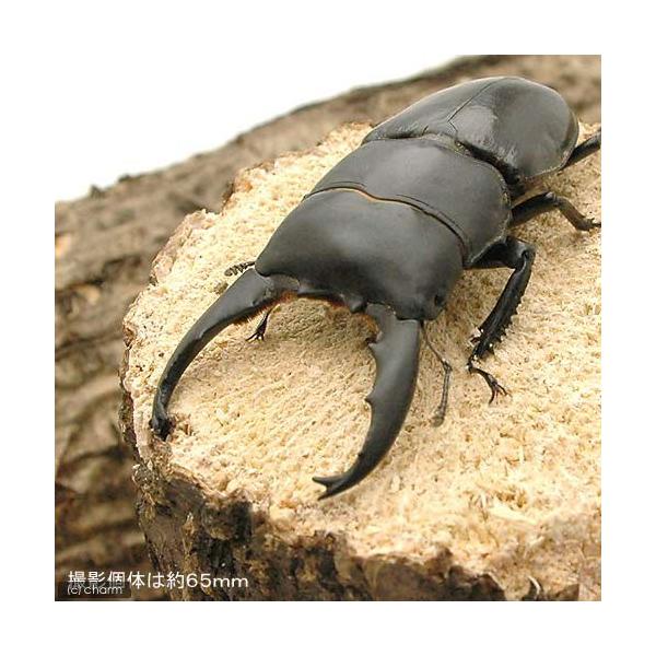 PF_SPQ　昆虫　販売　飼育　飼い方　クワガタ　外国産ヒラタクワガタ　Dorcus　eurycephalus　insect_database　ユーリケファルスヒラタクワガタ　restock