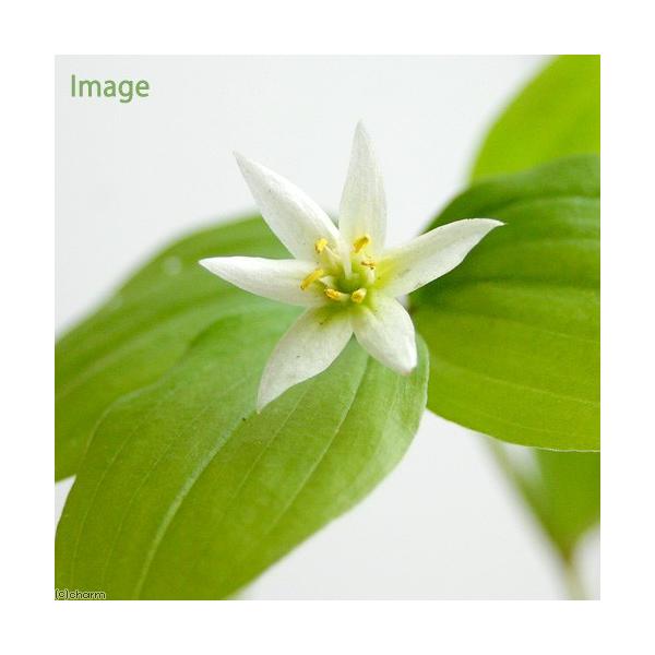 _gardening　ガーデニング　山野草　チゴユリ　稚児百合　Ｄｉｓｐｏｒｕｍ　ｓｍｉｌａｃｉｎｕｍ　20140526　ＭＳ　sannyasou_2014　greepla10bai1406　kaijyo　植物　植物生体　ガーデニング生体　...