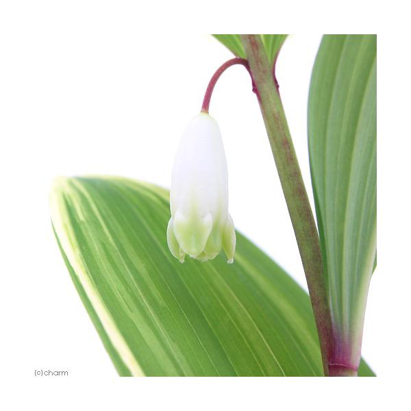 _gardening　ガーデニング　山野草　アマドコロ　甘野老　斑入　ふいり　キジカクシ科　アマドコロ属　Ｐｏｒｙｇｏｎａｔｕｍ　ｏｄｏｒａｔｕｍ　20140526　ＭＳ　育て方　育成方法　栽培方法　pointrk51004seitai　p...