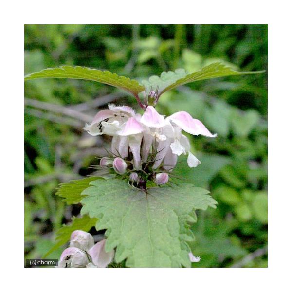 _gardening　ガーデニング　山野草　踊子草　シソ科　Ｌａｍｉｕｍ　ａｌｂｕｍ　var．ｂａｒｂａｔｕｍ　ラミウム　20160324　ＭＳ　育て方　育成方法　栽培方法　bnr_hrgmgr　opa2_delete