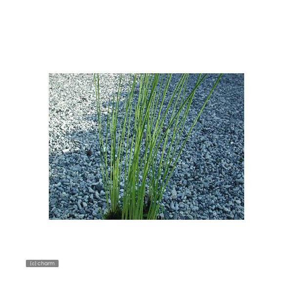 _gardening　ビオトープ　ガーデニング　水辺植物all_plants　20110320　水辺0320　ミスクサ　ミスグサ　姫蒲　DWARF　CATTAIL　TYPHA　MINIMA　biobonus1　bio_130715　山野草　...