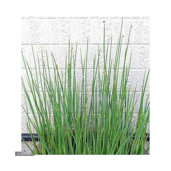 _gardening　ビオトープ　ウォーターガーデン　水辺植物　水生植物　オーナメンタルグラス　線形状　大藺　オオイ　都久毛　ツクモ　ガーデニング　その他水辺植物　all_plants　20110314　水辺0314　水辺植物2012　bi...