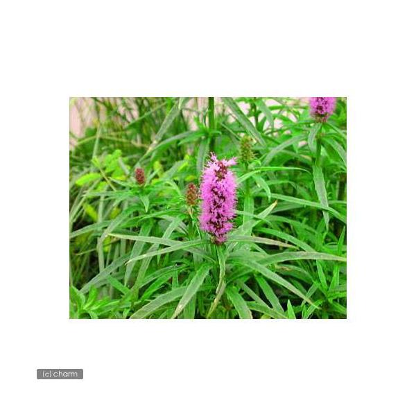 _gardening　水辺植物　水生植物　有茎種　枝もの　ガーデニング　水虎の尾　all_plants　xl15ba6rガーデニング　bio_130715　山野草　sanyasou140619　植物　植物生体　ガーデニング生体　育て方　育成...