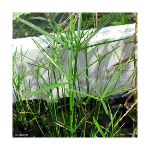 _gardening　ビオトープ　ウォーターガーデン　水辺植物　水生植物　オーナメンタルグラス　線形状　ミニシペラス　コシュロガヤツリ　ドワーフアンブレラプラント　ガーデニング　all_plants　水辺0328　ミニシペルス　bio_13...