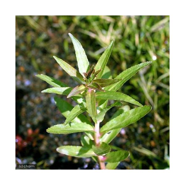 水辺植物　水生植物　有茎種　枝もの　ガーデニング　その他水辺植物　沢桔梗　キキョウ科ミゾカクシ属　Ｌｏｂｅｌｉａ　ｓｅｓｓｉｌｉｆｏｌｉａ　宿根ロベリア　all_plants　bio_130715　_kingyo　_fish　_aqua　_...