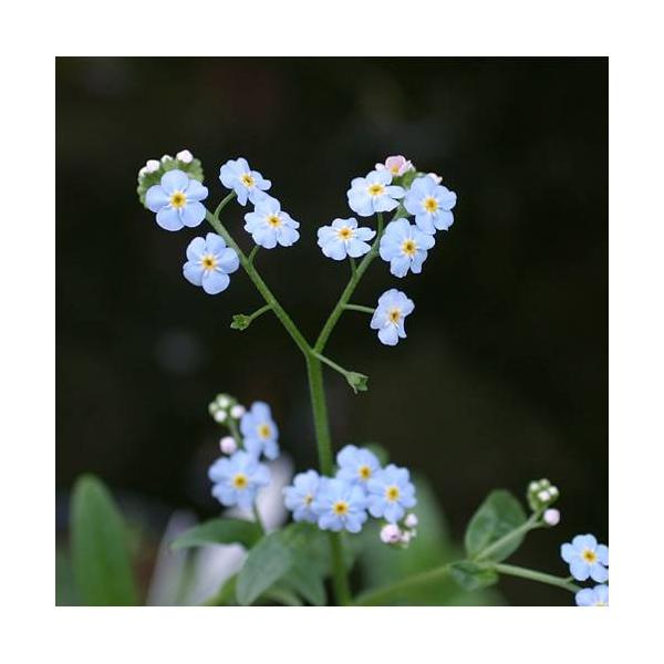 水辺植物　水生植物　有茎種　枝もの　ガーデニング　水辺植物　その他水辺植物　all_plants　muryotassei_600_699　山野草　sanyasou140619　育て方　育成方法　栽培方法　bnr_hrgmgr　wplante...