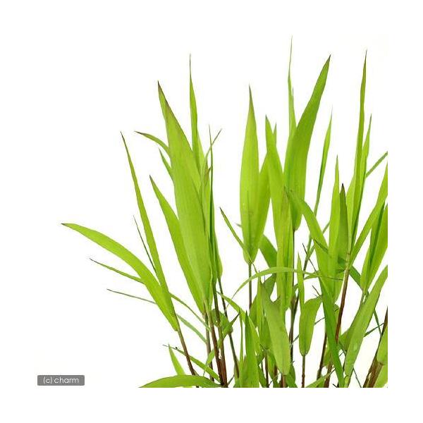 _gardening　ビオトープ　ウォーターガーデン　水辺植物　水生植物　オーナメンタルグラス　線形状　ガーデニング　その他水辺植物　all_plants　nos_hsi0414　水辺0328　水辺植物2012　bio_130715　山野草...