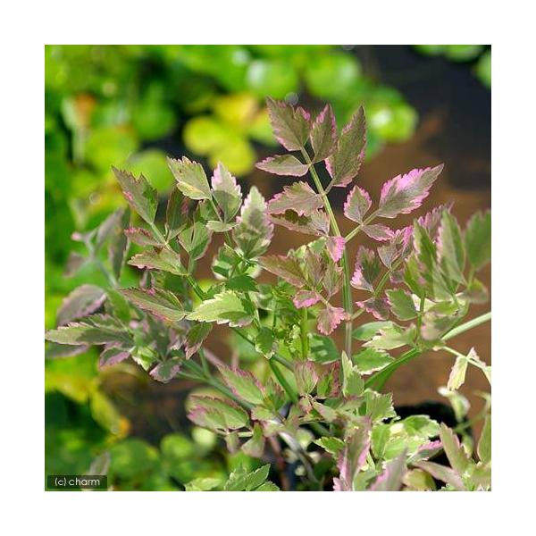 _gardening　Ｏｅｎａｎｔｈｅ　ｊａｖａｎｉｃａ　ｖａｒ．　曙芹　ビオトープ　水辺植物　水生植物　ガーデニング　all_plants　20110320　両爬向き植物　bio_130715　山野草　sanyasou140619　植物　...