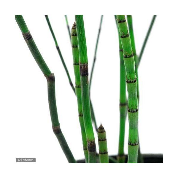 _gardening　ビオトープ　ウォーターガーデン　水辺植物　水生植物　オーナメンタルグラス　線形状　ガーデニング　all_plants　水辺0309　20110309　bio_130715　山野草　sanyasou140619　植物　植...