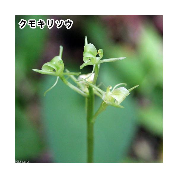 _gardening　観葉植物　園芸　ガーデニング　ビバリウム　アクアテラリウム　パルダリウム　山野草　蜘蛛切草　蜘蛛散草　雲霧草　Ｌｉｐａｒｉｓ　ｋｕｍｏｋｉｒｉ　リパリス　ラン　植物　植物生体　ガーデニング生体　育て方　育成方法　栽培方...