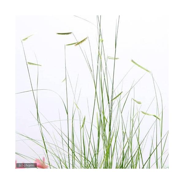 _gardening　ビオトープ　ウォーターガーデン　水辺植物　水生植物　オーナメンタルグラス　メダカスゲ　カンザシスゲ　ブルーグラマ　線形状　ガーデニング　水辺植物　all_plants　シラサギカヤツリ　muryotassei_600_...