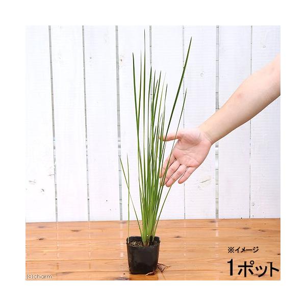 _gardening　ビオトープ　ウォーターガーデン　水辺植物　水生植物　フイリネビキグサ　オーナメンタルグラス　線形状　ガーデニング　その他水辺植物　tanabata0702ガーデニング　all_plants　山野草　sanyasou14...
