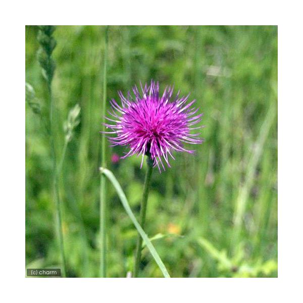 MS34　_gardening　ガーデニング　山野草　ノアザミ　野薊　刺草　シソウ　Ｃｉｒｓｉｕｍ　ｊａｐｏｎｉｃｕｍ　20140806　MS　植物　植物生体　ガーデニング生体　育て方　育成方法　栽培方法　090list　bnr_hrgmg...