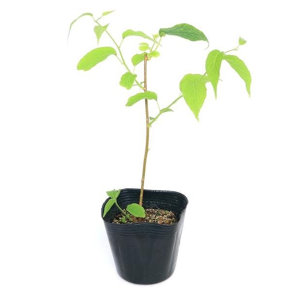 観葉植物　_gardening　_neko　ガーデニング　苗　山野草　ハーブ　マタタビ　またたびの木　マタタビノキ　マタタビの苗　すぐに食べられる猫草　３．５号　４号　20190627　NT　植物　植物生体　ガーデニング生体　育て方　育成方...