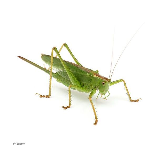 PF_SPQ　_insect　ヤブキリ　メス　Ｔｅｔｔｉｇｏｎｉａ　ｏｒｉｅｎｔａｌｉｓ　カントウナミヤブキリ　ナガナキヤブキリ　連続速鳴き　insect_database　藪螽　藪切　▲鳴き虫　20140813　MS　kaijyo　直翅目...