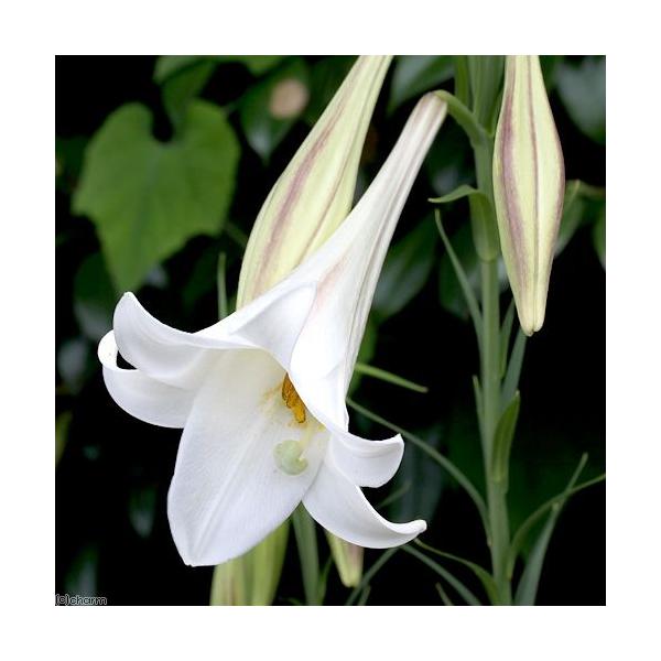 ガーデニング　テッポウユリ　ホソバテッポウユリ　リリー　新鉄砲百合　細葉鉄砲百合　Ｌｉｌｉｕｍ　ｆｏｒｍｏｓａｎｕｍ　20140813　ＭＳ　ＨＴ　植物　植物生体　ガーデニング生体　育て方　育成方法　栽培方法　ユリ　百合　高砂百合　kaijyo