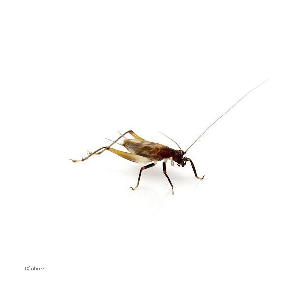 PF_SPQ　_insect　昆虫　ヤマトヒバリ　大和雲雀　オス　１匹　Ｈｏｍｏｅｏｘｙｐｈａ　ｏｂｌｉｔｅｒａｔａ　insect_database　▲鳴き虫　20140820　ＭＳ　kaijyo　ensifera0827　直翅目　バッタ　...