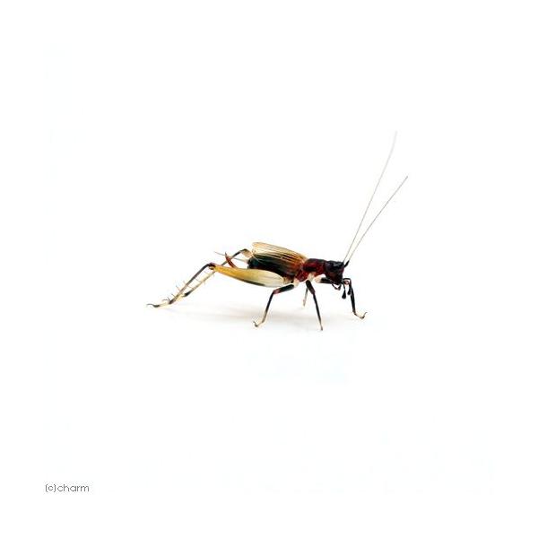 PF_SPQ　_insect　昆虫　ヤマトヒバリ　insect_database　大和雲雀　メス　１匹　Ｈｏｍｏｅｏｘｙｐｈａ　ｏｂｌｉｔｅｒａｔａ　▲鳴き虫　20140830　MS　kaijyo　ensifera0827　鳴く虫　バッタ　...