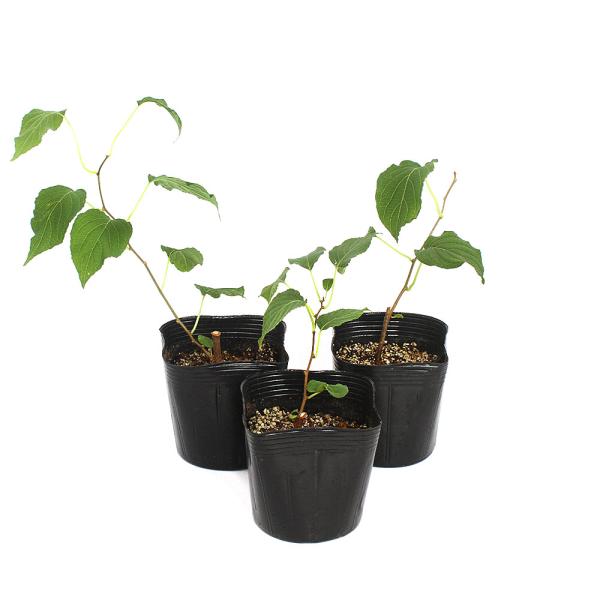 観葉植物　ガーデニング　苗　山野草　ハーブ　マタタビ　またたびの木　マタタビノキ　マタタビの苗　すぐに食べられる猫草　20190627　NT　植物　植物生体　ガーデニング生体　育て方　育成方法　栽培方法　090list　kaijyo　her...