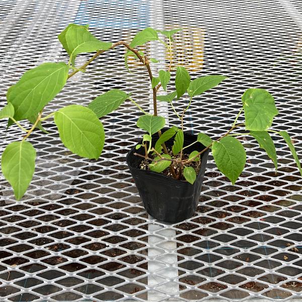 _neko　ガーデニング　苗　山野草　ハーブ　マタタビ　またたびの木　マタタビノキ　マタタビの苗　すぐに食べられる猫草　20140823　ＨＴ　植物　植物生体　ガーデニング生体　育て方　育成方法　栽培方法　herb2022　matatabi...