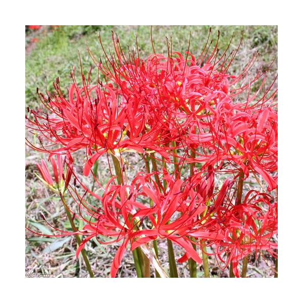 _gardening　山野草　苗　球根　彼岸花　マンジュシャゲ　曼珠沙華　死人花　地獄花　幽霊花　剃刀花　狐花　捨子花　Ｌｙｃｏｒｉｓ　ｒａｄｉａｔａ　リコリスラジアータ　20141002　ＭＳ　gar_sanya1412　植物　植物生体　...