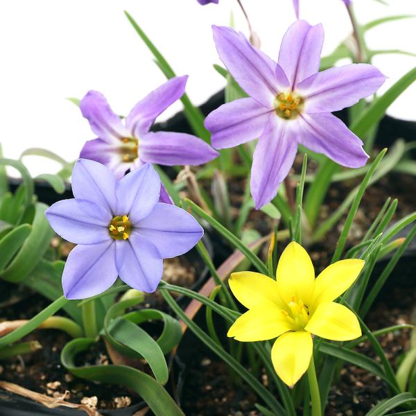 _gardening　ガーデニング　花　苗　ヒガンバナ科ハナニラ属イフェイオン属　スプリングスター　Ｉｐｈｅｉｏｎ　ｕｎｉｆｌｏｒｕｍ　emporio　all_plants　emporio200_399　20150309　NT　植物　植物生...