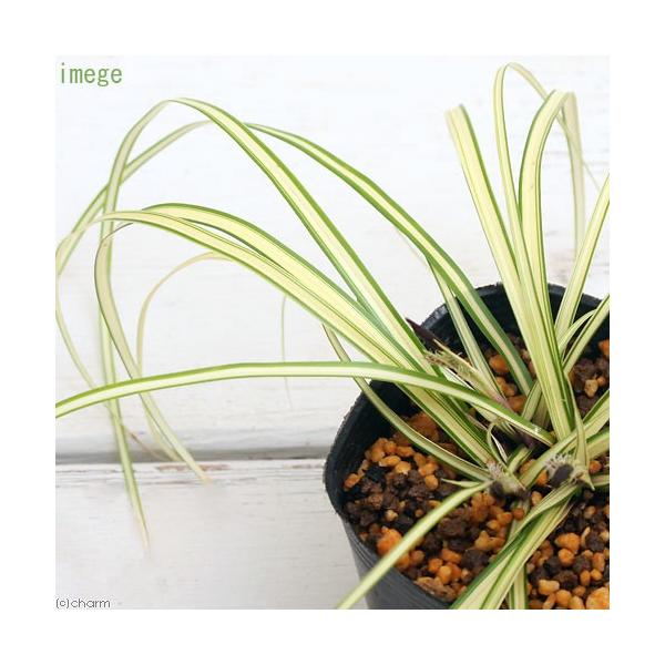 _aqua　金魚・メダカ　_gardening　ガーデニング　山野草　Ｃａｒｅｘ　ｏｓｈｉｍｅｎｓｉｓ　Ｅｖｅｒｇｏｌｄ　寒菅　20150418　ＮＴ　植物　植物生体　ガーデニング生体　育て方　育成方法　栽培方法　湿性植物　opa2_del...