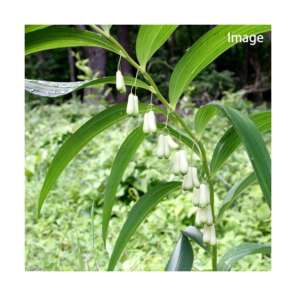 _gardening　ガーデニング　山野草　ナルコユリ　鳴子百合　Ｐｏｒｙｇｏｎａｔｕｍ　ｆａｌｃａｔｕｍ　キジカクシ科　アマドコロ属　盆栽　盆栽苗　20150417　ＮＴ　植物　植物生体　ガーデニング生体　育て方　育成方法　栽培方法　y1...