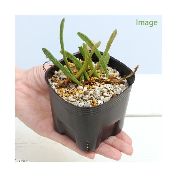 _gardening　ガーデニング　山野草　観葉植物　ビバリウム　アクアテラリウム　パルダリウム　着生シダ　Ｐｙｒｒｏｓｉａ　ｌｉｎｅａｒｉｆｏｌｉａ　20150602　ＭＳ　育て方　育成方法　栽培方法　しだ　羊歯　ビロードシダ　天鵞絨羊歯...