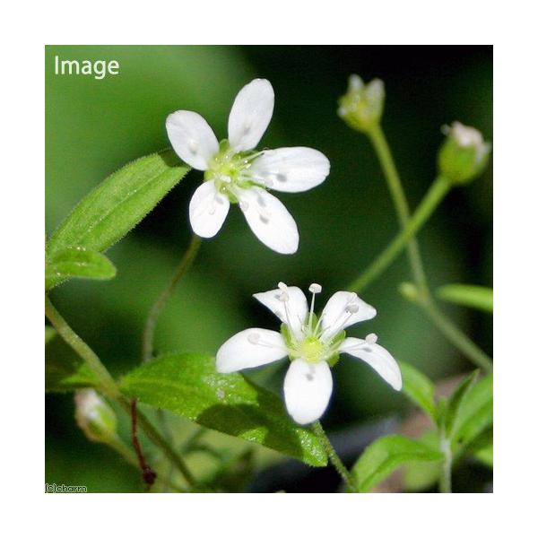 _gardening　山野草　大山衾　ナデシコ　ヒメタガソデソウ　ホワイト　ガーデニング　花　苗　Ｍｏｅｈｒｉｎｇｉａ　ｌａｔｅｒｉｆｌｏｒａ　20150514　ＭＳ　植物　植物生体　ガーデニング生体　育て方　育成方法　栽培方法　bnr_h...