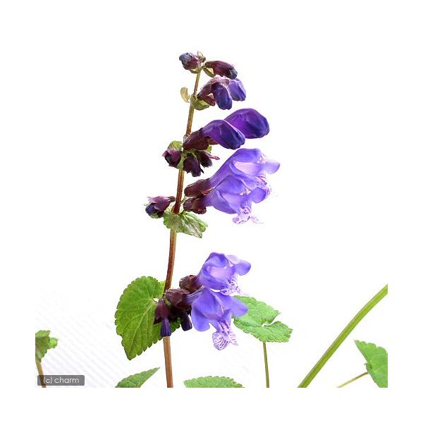 _gardening　ガーデニング　山野草　シソ科　Ｍｅｅｈａｎｉａ　ｕｒｔｉｃｉｆｏｌｉａ　20150617　ＭＳ　植物　植物生体　ガーデニング生体　育て方　育成方法　栽培方法　bnr_hrgmgr　opa2_delete　y15m06