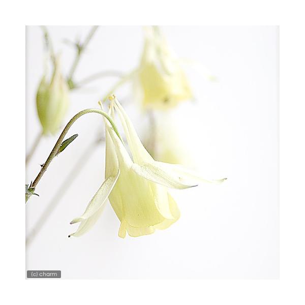 _gardening　ガーデニング　山野草　キンポウゲ　キバナヤマオダマキ　黄花ヤマオダマキ　Ａｑｕｉｌｅｇｉａ　ｂｕｅｒｇｅｒｉａｎａ　ｖａｒ．　ｆ．　ｆｌａｖｅｓｃｅｎｓ　20150903　ＭＳ　植物　植物生体　ガーデニング生体　育て方...