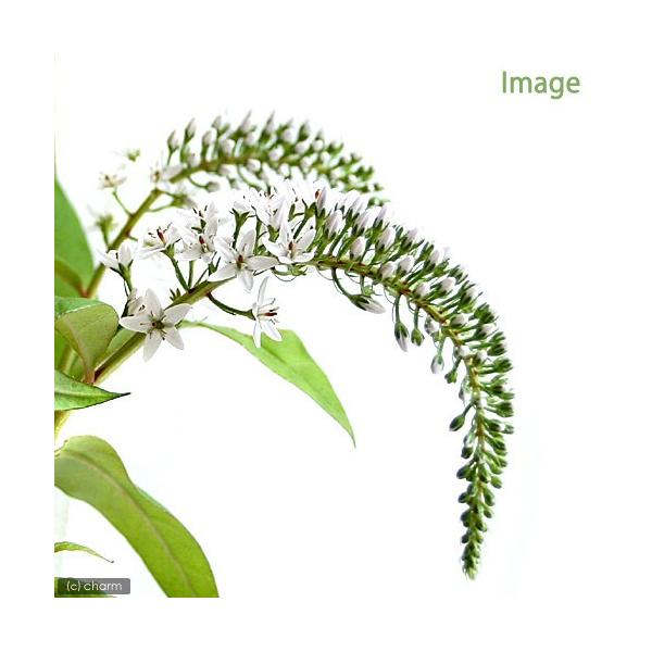 _gardening　ガーデニング　山野草　Ｌｙｓｉｍａｃｈｉａ　ｃｌｅｔｈｒｏｉｄｅｓ　サクラソウ科　オカトラノオ属　オカトラノオ　虎の尾　岡虎ノ尾　20150617　ＭＳ　植物　植物生体　ガーデニング生体　育て方　育成方法　栽培方法　苗...