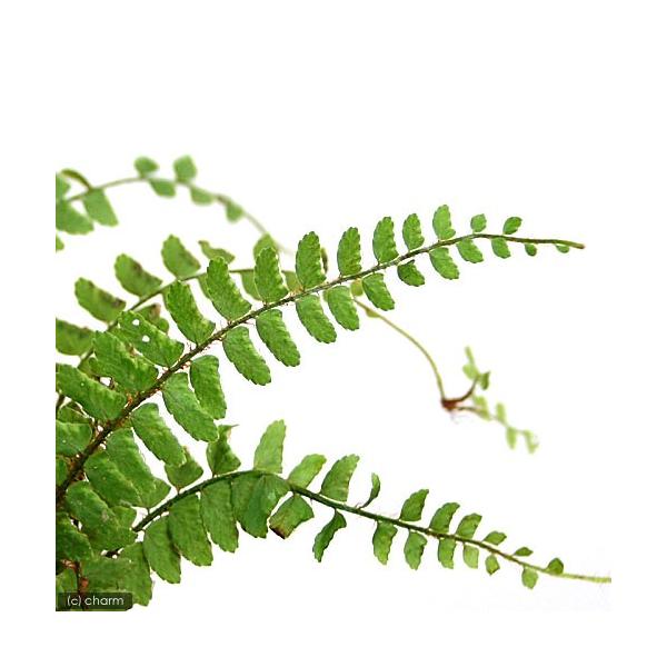 paludariumplants　パルダリウム　テラリウム　_hachu　_kame　_gardening　ガーデニング　山野草　観葉植物　ビバリウム　アクアテラリウム　水草　着生シダ　Ｐｏｌｙｓｔｉｃｈｕｍ　ｃｒａｓｐｅｄｏｓｏｒｕｍ　ツ...