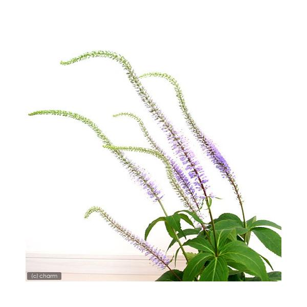 _gardening　ガーデニング　山野草　九蓋草　九階草　くがいそう　Ｖｅｒｏｎｉｃａｓｔｒｕｍ　ｊａｐｏｎｉｃｕｍ　20160414　MS　育て方　育成方法　栽培方法　オオバコ科　クガイソウ属　耐寒性　多年草　宿根草　y21m08