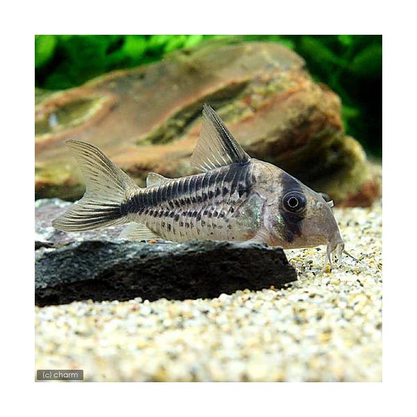 PF_SPQ　_aqua　熱帯魚・エビ他　コリドラス　ショートノーズ　コリドラス・ロクソゾヌス　ワイルド　１匹　Ｃ８２　C０８２　Ｈｏｐｌｉｓｏｍａ　ｌｏｘｏｚｏｎｕｍ　Ｃｏｒｙｄｏｒａｓ　ｌｏｘｏｚｏｎｕｓ　fish_database　t...