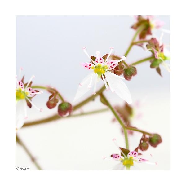 _hachu　_kame　_gardening　ガーデニング　ハーブ　山野草　観葉植物　ユキノシタ科ユキノシタ属　Ｓａｘｆｉｒａｇａ　ｓｔｏｌｏｎｉｆｅｒａ　雪ノ下　虎耳草　植物　植物生体　ガーデニング生体　20160322　ＭＳ　ビバリウ...