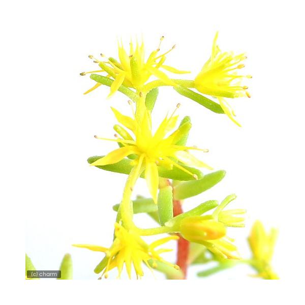 _gardening　ガーデニング　山野草　セダム　Ｓｅｄｕｍ　ｊａｐｏｎｉｃｕｍ　植物　植物生体　ガーデニング生体　20160610　ＮＴ　育て方　育成方法　栽培方法　bnr_hrgmgr　opa2_delete　y16m06
