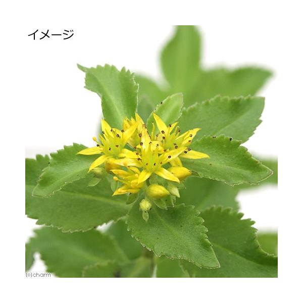 _gardening　ガーデニング　山野草　黄輪草　セダム　Ｐｈｅｄｉｍｕｓ　Ｓｅｄｕｍ　ａｉｚｏｏｎ　ｖａｒ．ｆｌｏｒｉｂｕｎｄｕｓ　植物　植物生体　ガーデニング生体　20160624　MS　育て方　育成方法　栽培方法　bnr_hrgmg...