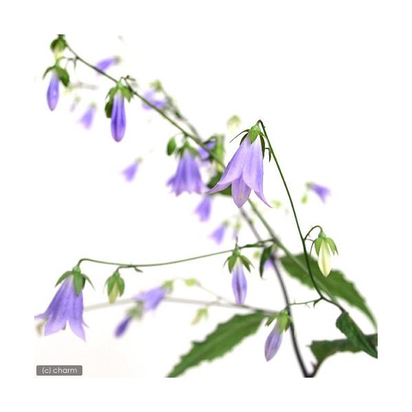 _gardening　ガーデニング　山野草　キキョウ　ツリガネニンジン　Ａｄｅｎｏｐｈｏｒａ　ｒｅｍｏｔｉｆｌｏｒａ　花苗　花壇苗　植物　植物生体　ガーデニング生体　20161005　ＭＳ　育て方　育成方法　栽培方法　opa2_delete...