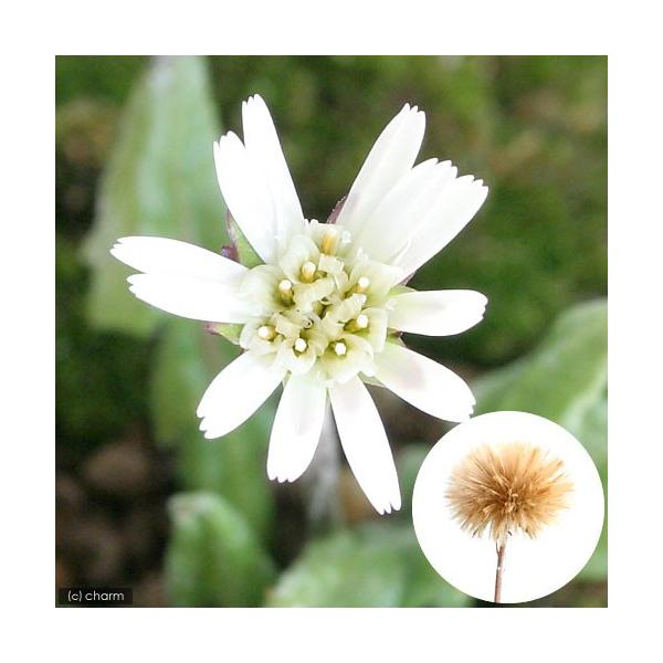 _gardening　ガーデニング　山野草　ガーベラ　ムラサキタンポポ　紫蒲公英　Ｌｅｉｂｎｉｔｚｉａ　ａｎａｎｄｒｉａ　植物　植物生体　ガーデニング生体　20170420　MS　育て方　育成方法　栽培方法　bnr_hrgmgr　opa2_...