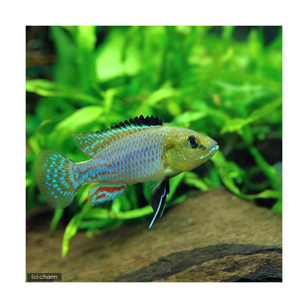 PF_SPQ　熱帯魚・エビ他　シクリッド　種類で選ぶ　アフリカ河川産　ニコルシー・エジプシャンマウスブリーダー　１ペア　fish_database　アフリカ産　fish090610　jp1109　cichlid_beta　obon_fi13...