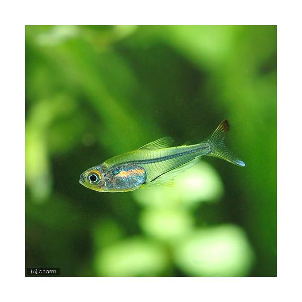 PF_SPQ　_aqua　熱帯魚・エビ他　カラシン　テトラ等　南米産　小型種　その他小型種　クリスタル・レインボーテトラ　ワイルド　１匹　fish_database　レインボークリスタルテトラ　cool　小型水槽用小型カラシン　cry-ra...