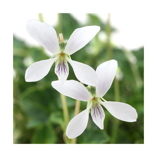 _gardening　ガーデニング　山野草　姫菫　ヴィオラ　観葉　すみれ　花壇苗　花苗　菫　植物　植物生体　ガーデニング生体　八重山屋久島スミレ　屋久島菫　屋久島スミレ　八重山スミレ　八重山菫　ヤエヤマスミレ　ヤクシマスミレ　snys_vi...