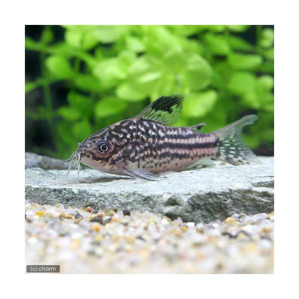 PF_SPQ　_aqua　熱帯魚・エビ他　コリドラス　エレガンスタイプ　コリドラス・ナポエンシス　コリドラスナヌス　ワイルド　１匹　Ｇａｓｔｒｏｄｅｒｍｕｓ　ｎａｐｏｅｎｓｉｓ　ｎａｐｏｅｎｓｉｓ　ｎａｎｕｓ　fish_database　f...