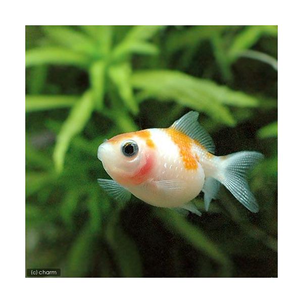 （金魚）ピンポンパール（外国産）（１匹）　北海道・九州航空便要保温　ピンポンパール　パールスケール　kaijyo
