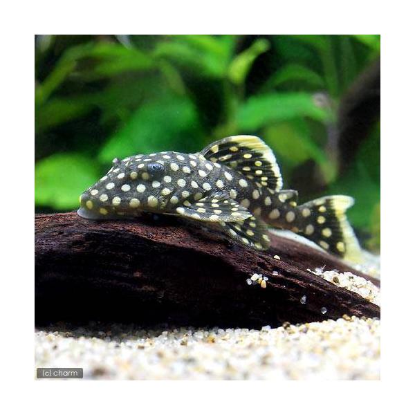 PF_SPQ　熱帯魚・エビ他　プレコ　種類で選ぶ　カイザー・グローボ系　オレンジフィンカイザープレコ　１匹　Ｌ０１８　Ｌ０８１　Ｌ０８５　Ｌ１７７　ＬＤＡ０６０　ＬＤＡ１１６　ＬＤＡ１１７　Ｂａｒｙａｎｃｉｓｔｒｕｓ　ｘａｎｔｈｅｌｌｕｓ　...